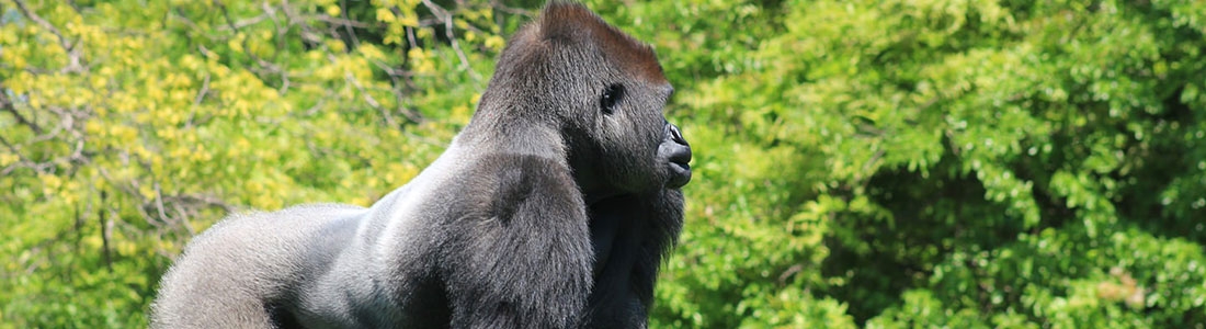 Devenir sauvage pour redevenir humain